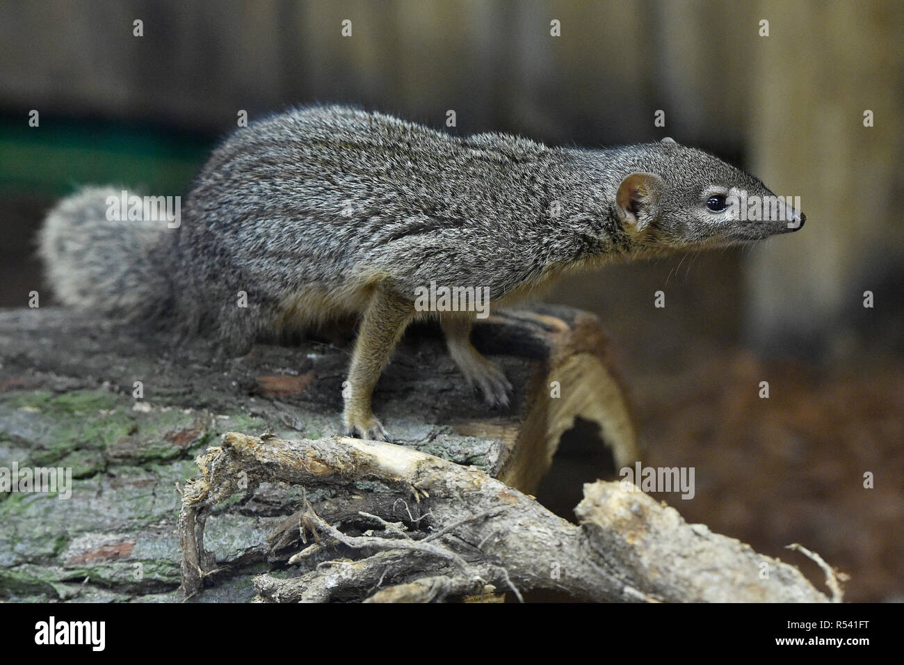 Brno, Czech Republic. 29th Nov, 2018. A narrow-striped mongoose ...