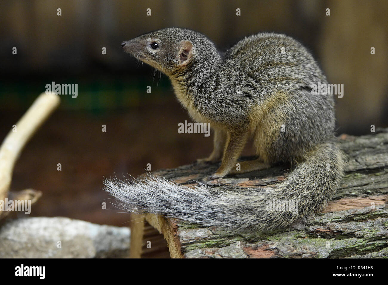 Brno, Czech Republic. 29th Nov, 2018. A narrow-striped mongoose ...