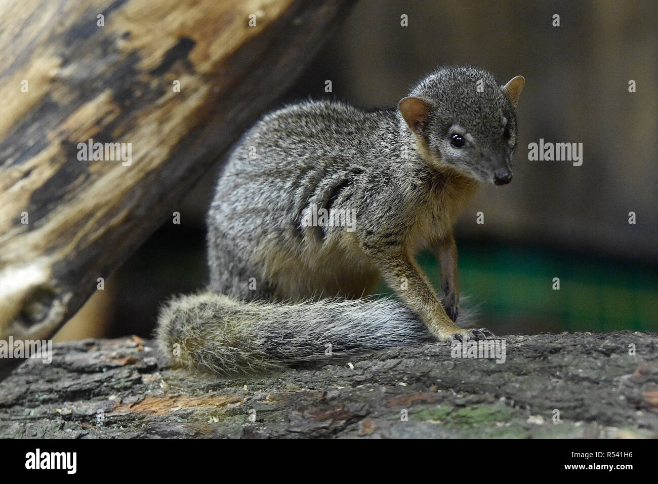 Brno, Czech Republic. 29th Nov, 2018. A narrow-striped mongoose ...