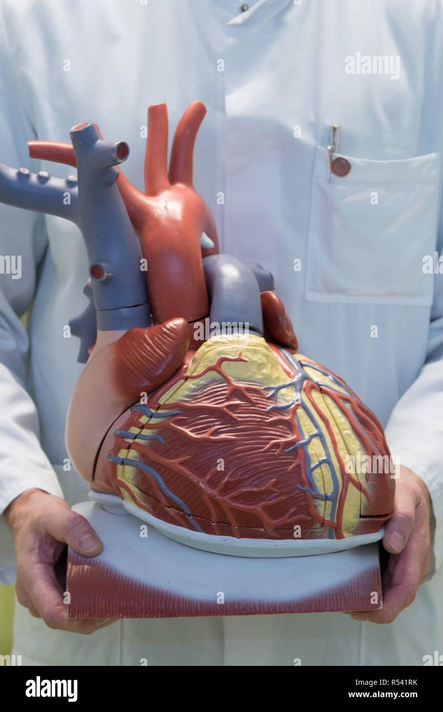 Model of the human heart hi-res stock photography and images - Alamy