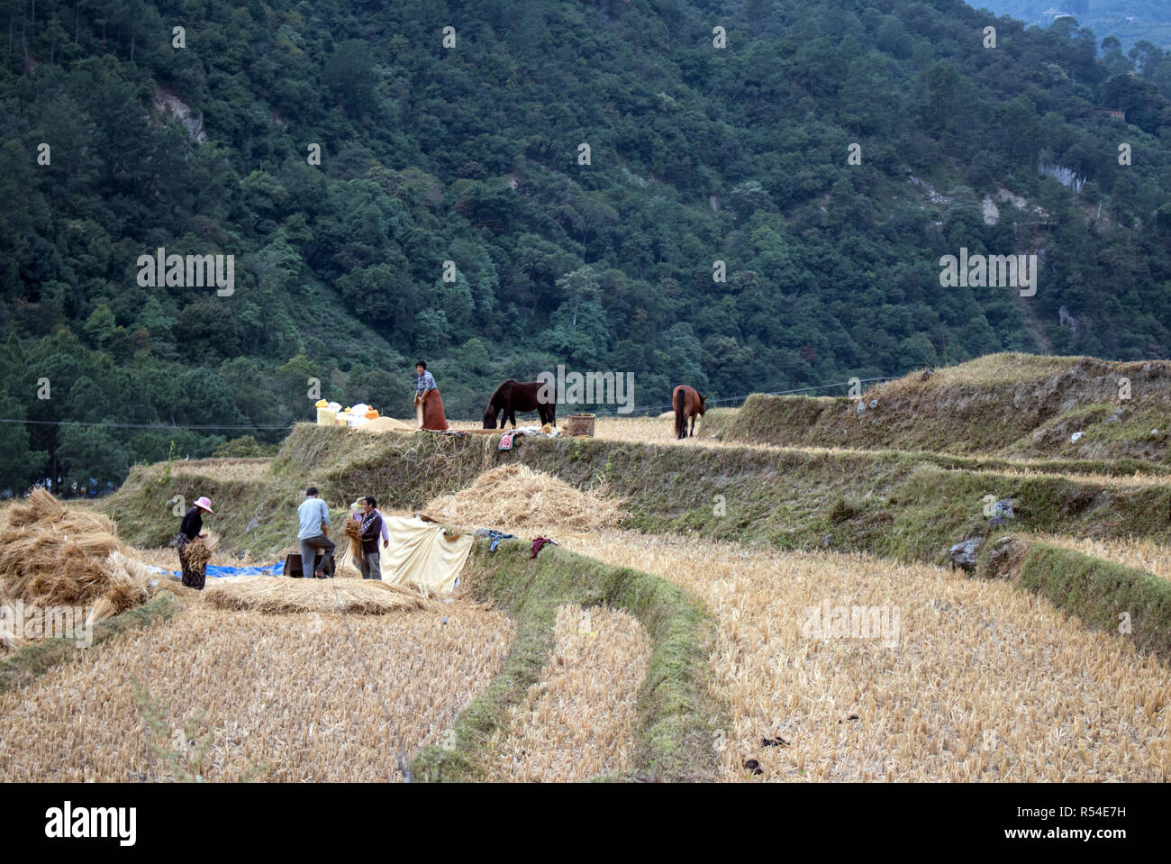 Subsistence farmers working in their fields in the Punakha Valley ...