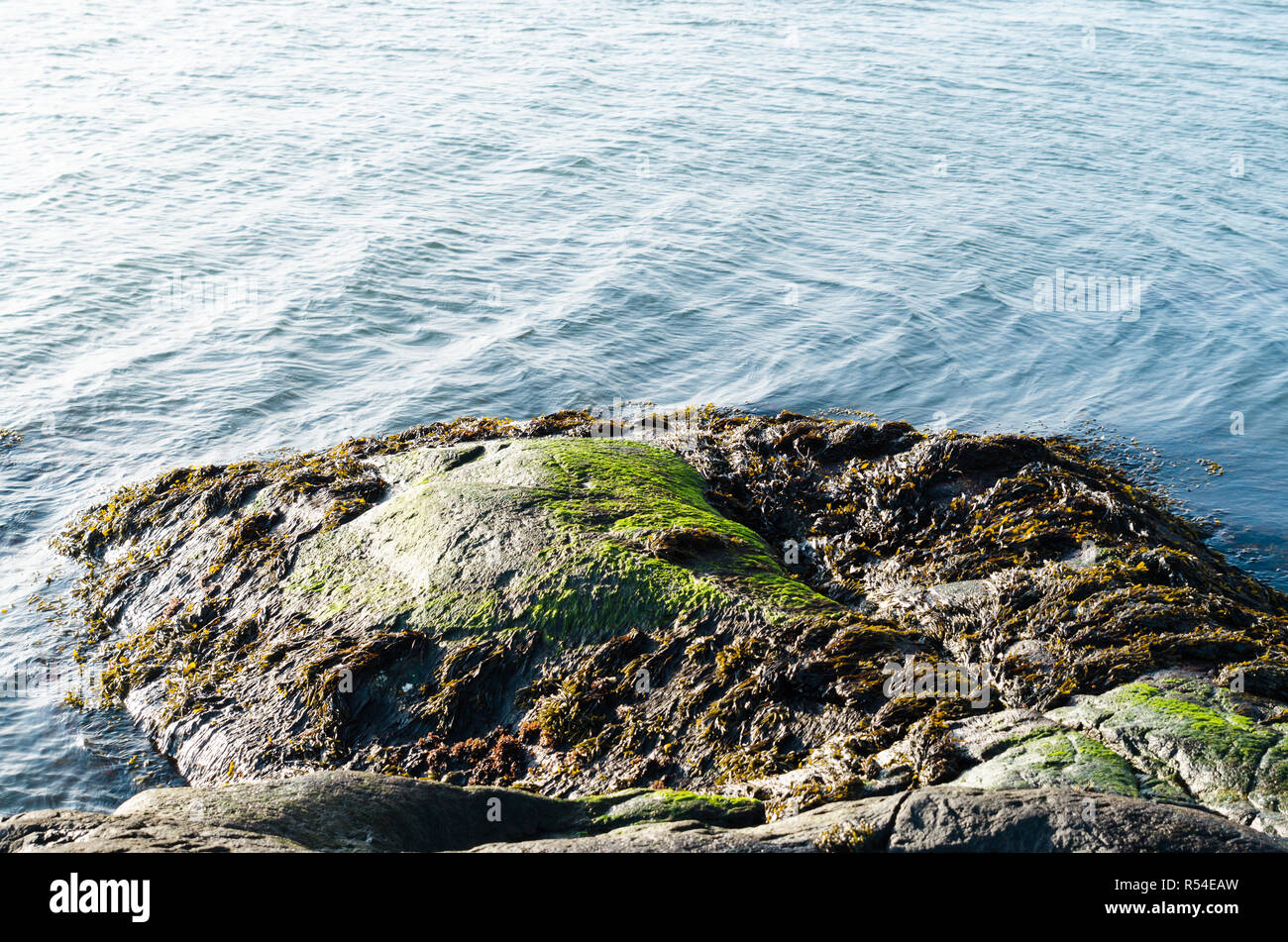 The rock is full of green and brown slime Stock Photo - Alamy