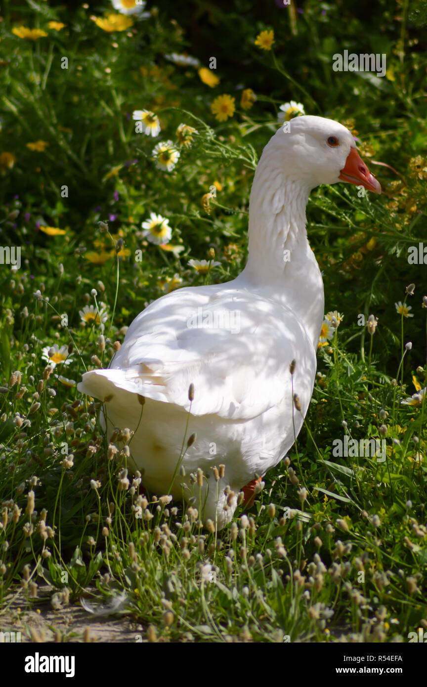 Formation wild geese flies hi-res stock photography and images - Alamy