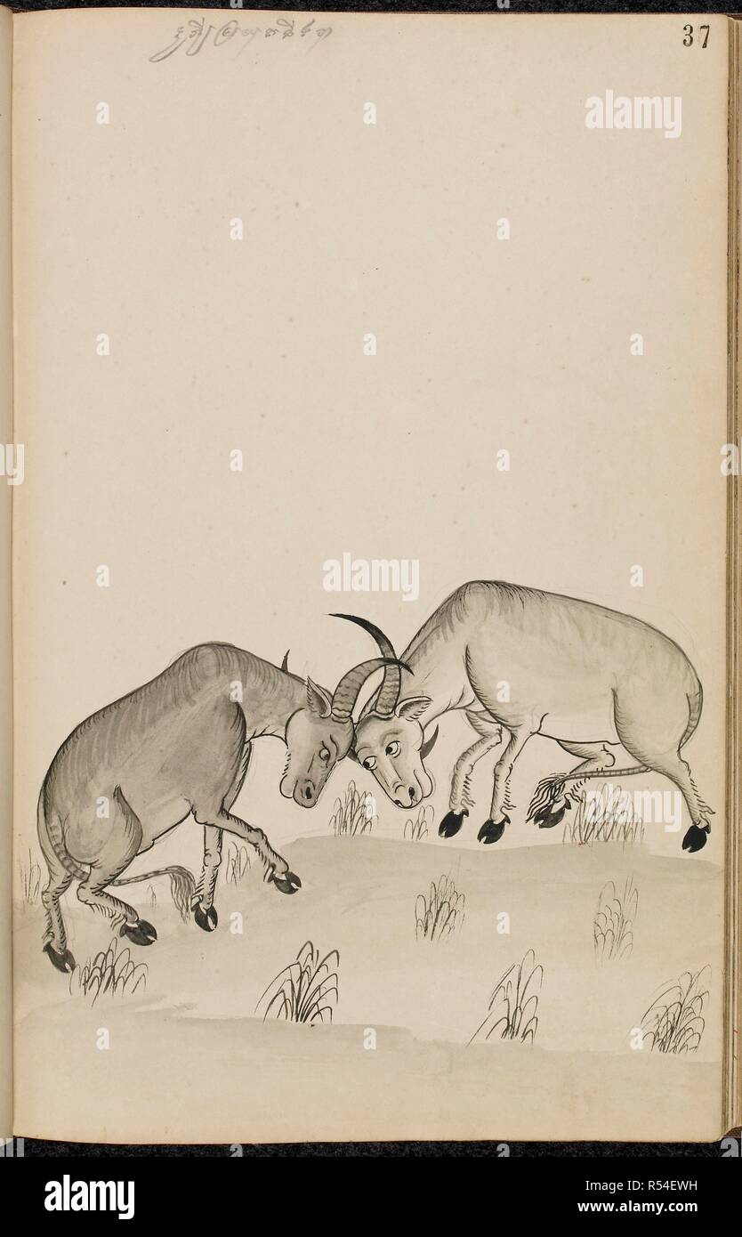 Scene from the Ramakien (Thai version of the Ramayana) Two horned ...