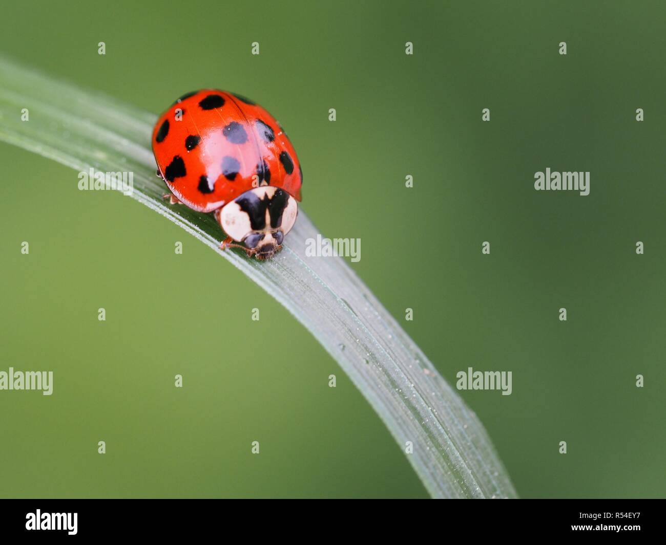 Asian ladybug hi-res stock photography and images - Alamy