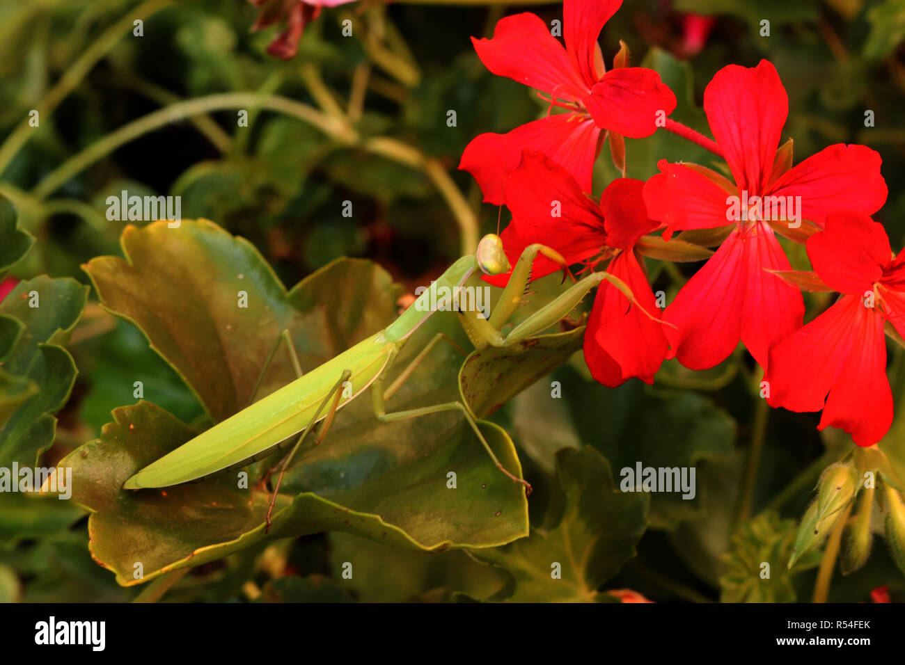 Common mantis - Mantis religiosa Stock Photo - Alamy