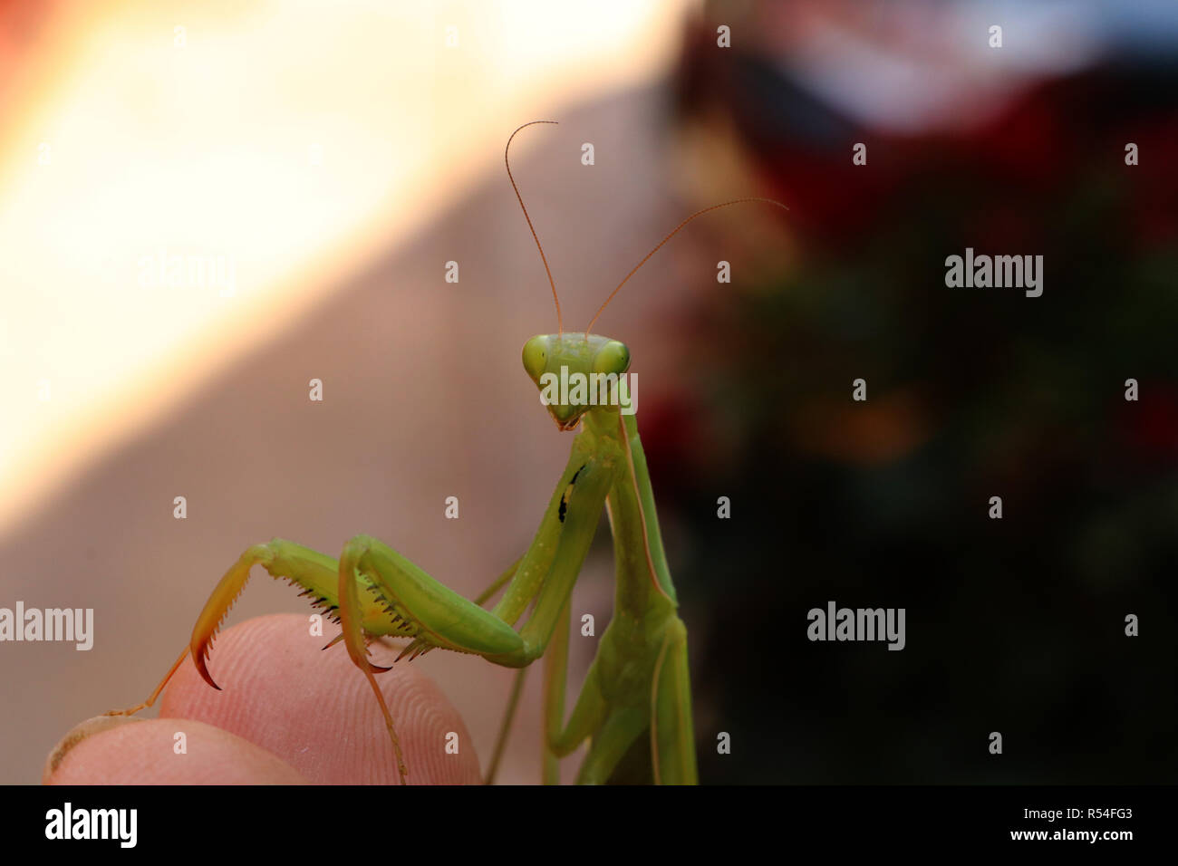 Common mantis - Mantis religiosa Stock Photo - Alamy