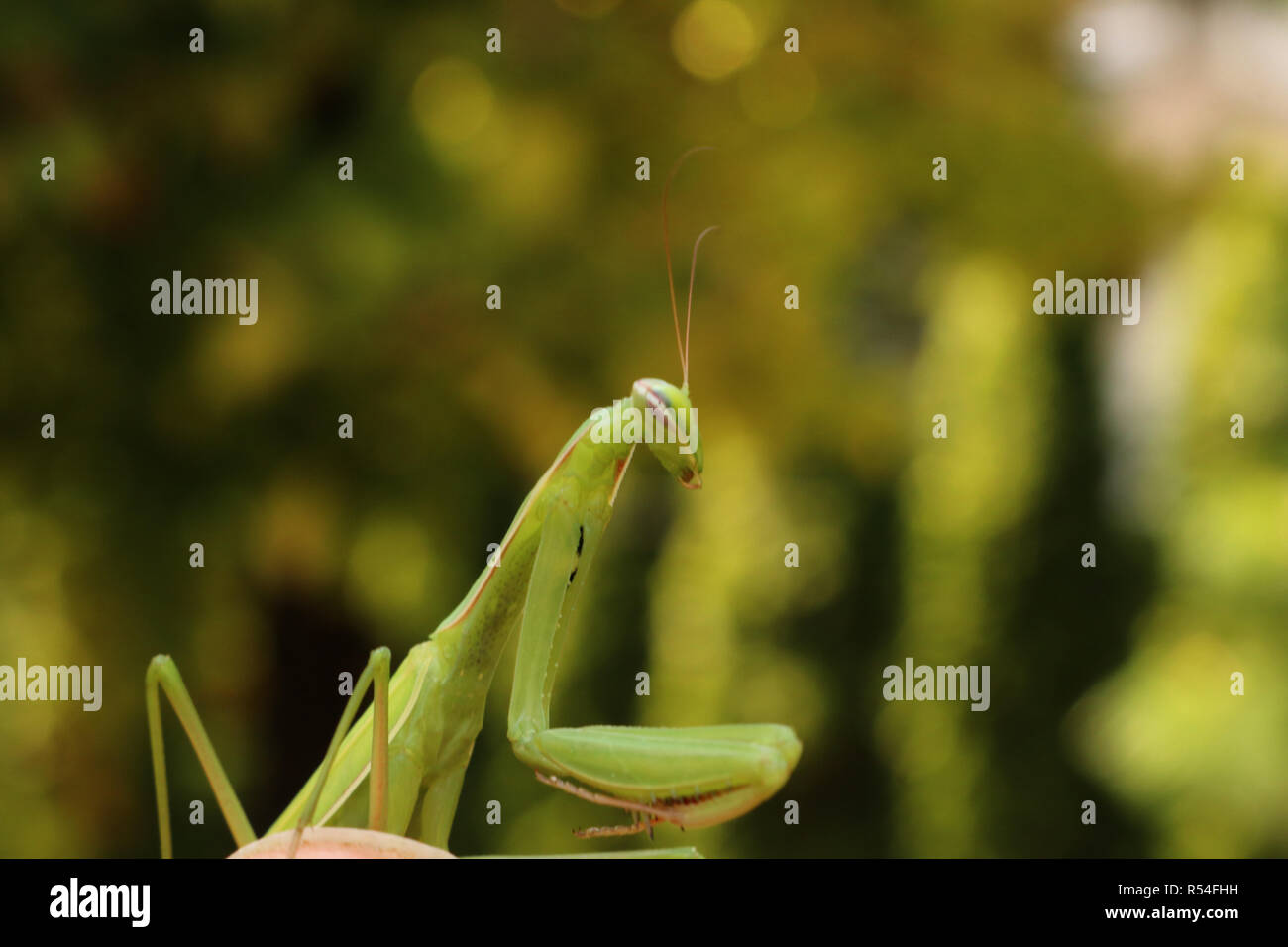 Common mantis - Mantis religiosa Stock Photo - Alamy