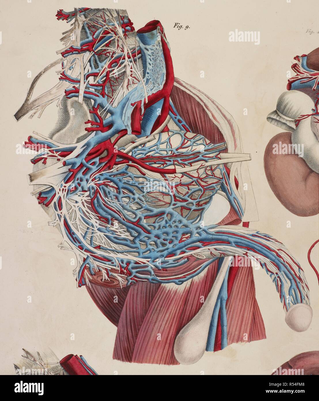 Anatomical drawing. The circulatory system. Planches anatomiques du ...