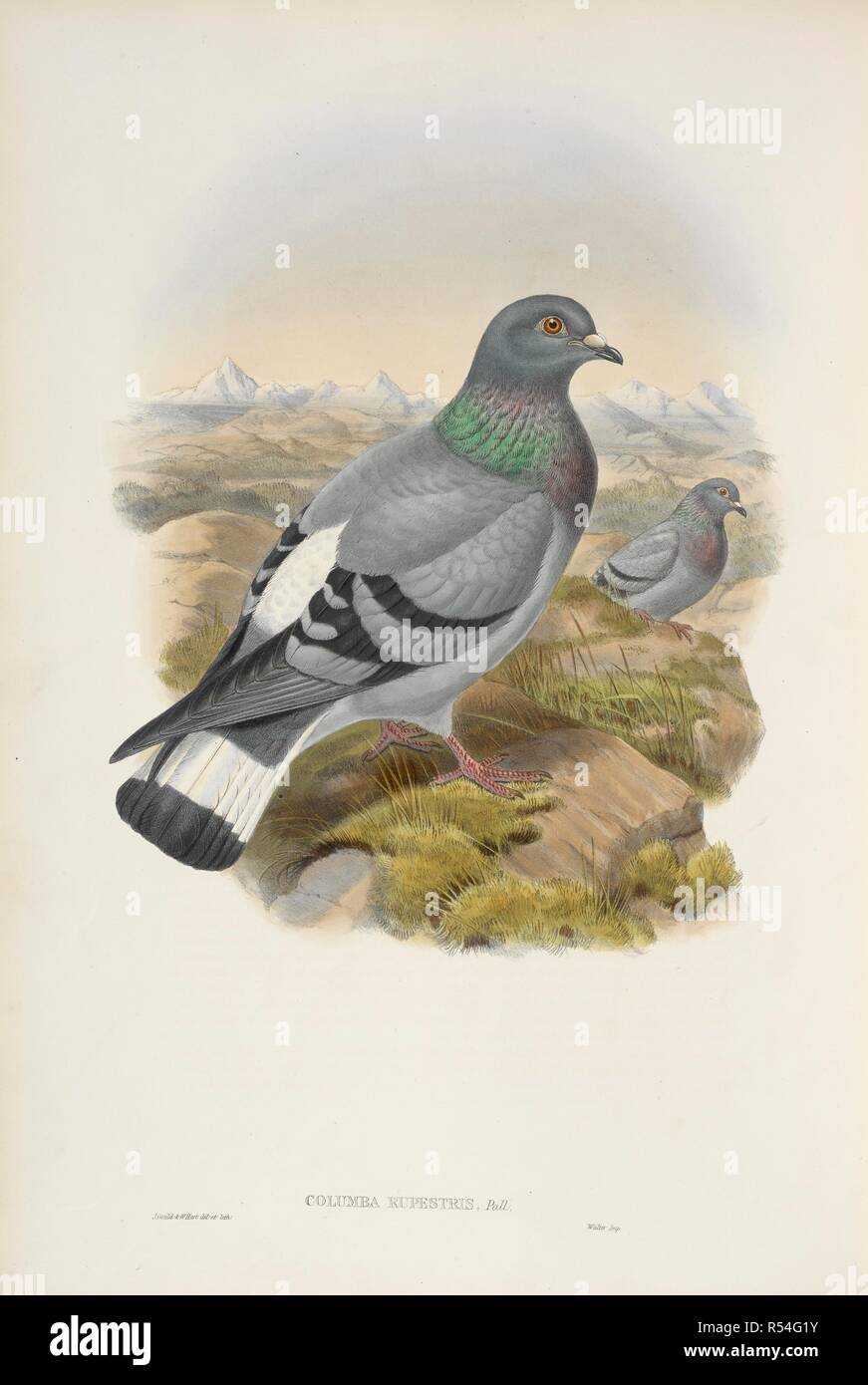 Columba Rupestris. The hill pigeon or eastern rock dove or Turkestan ...