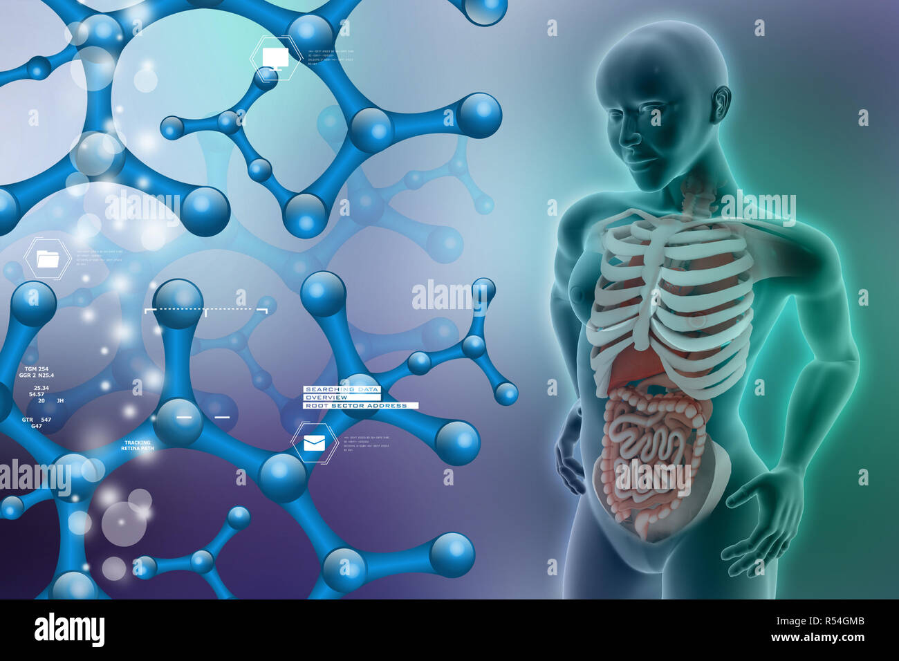 woman female human body Stock Photo - Alamy