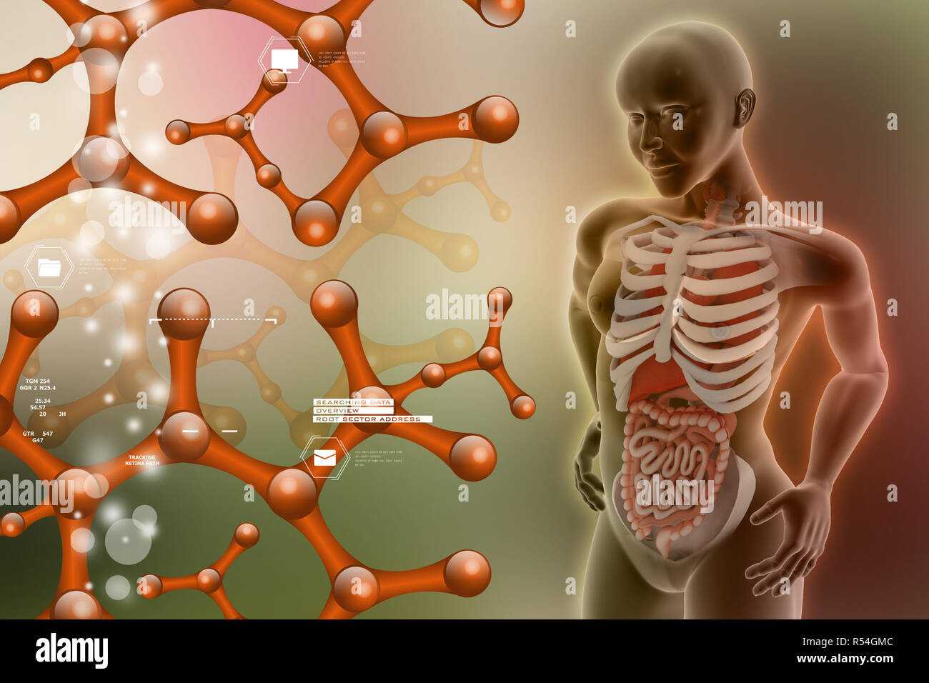 woman female human body Stock Photo - Alamy