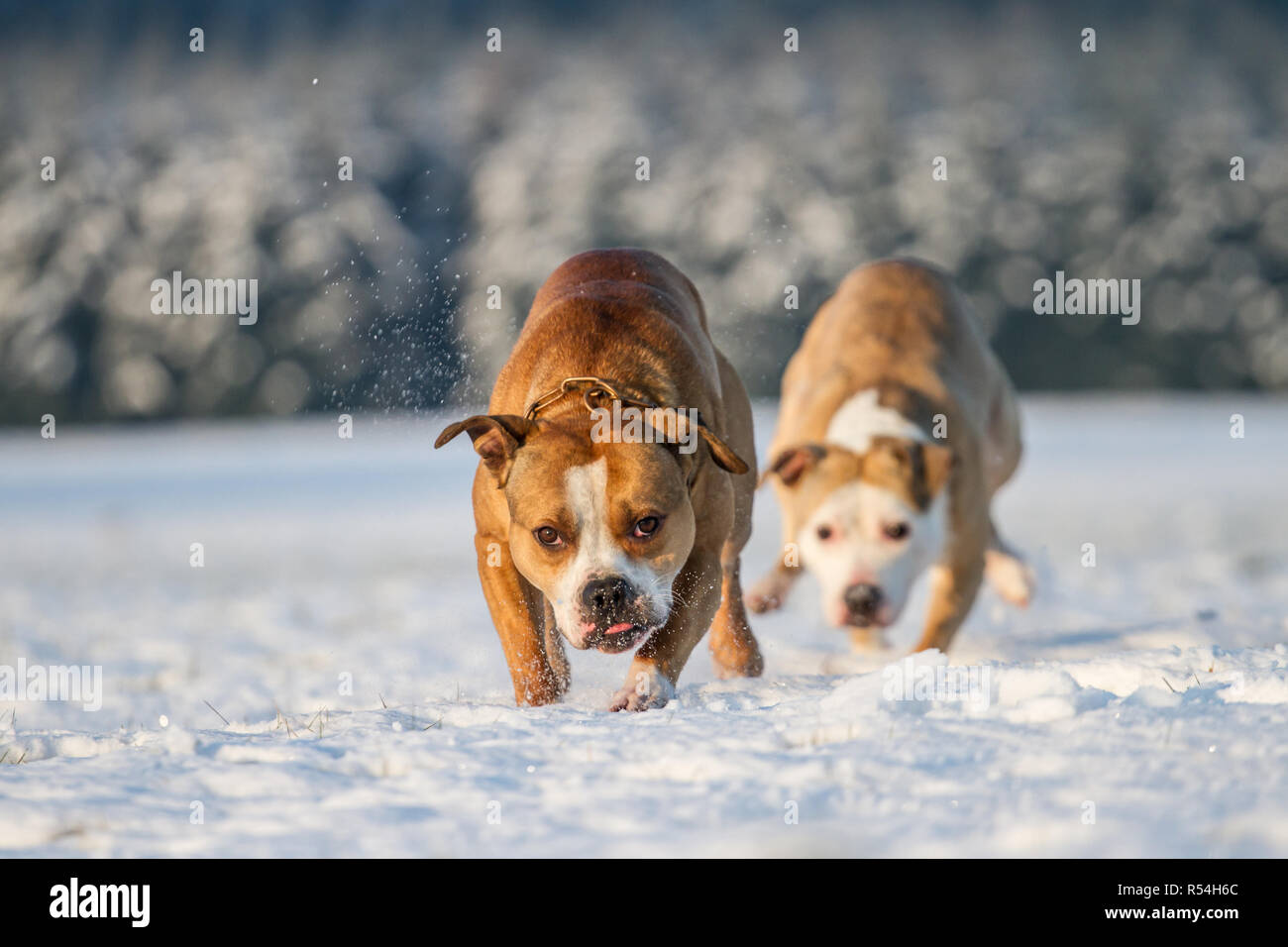 Pit Bull Snow High Resolution Stock Photography and Images - Alamy