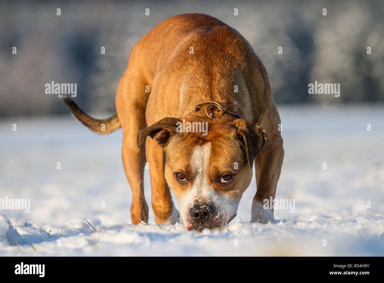 Dog sniffing snow hi-res stock photography and images - Alamy