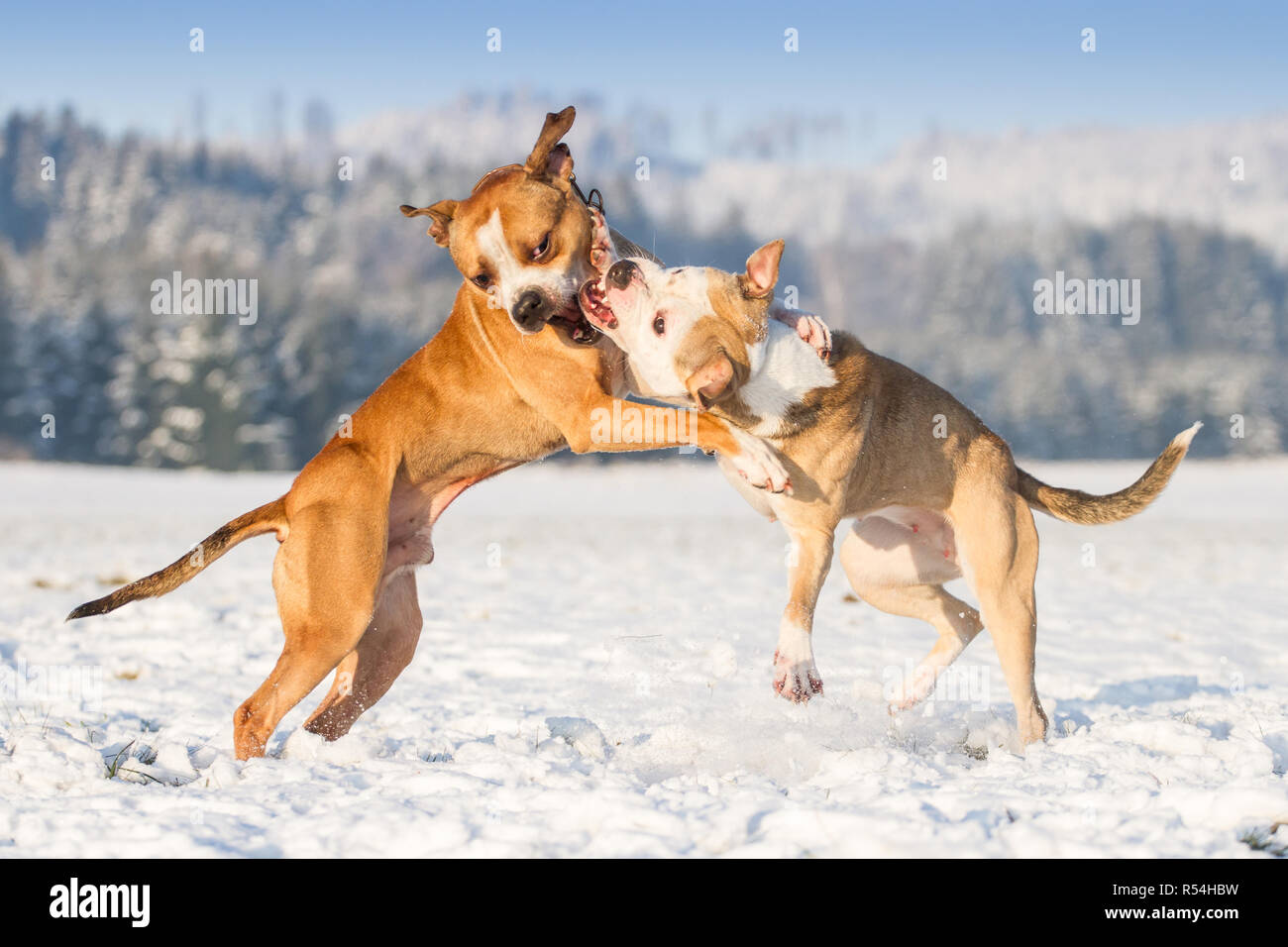 American Pit Bull Terrier playing in the snow Stock Photo - Alamy