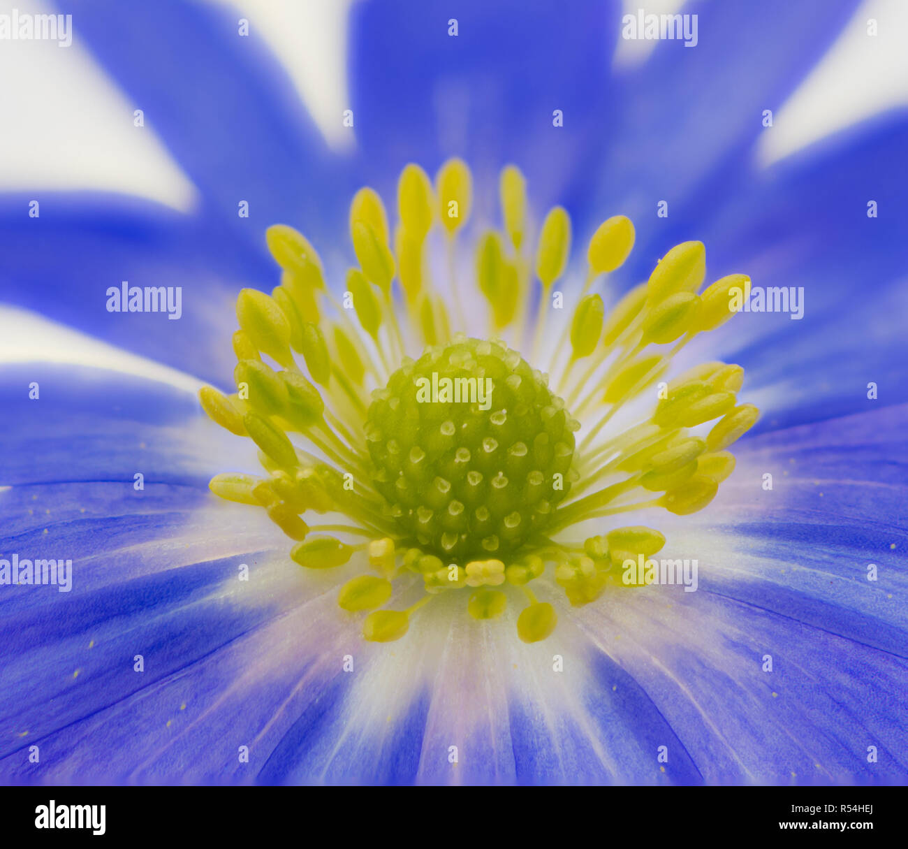 Blue winter windflower anemone blanda Stock Photo - Alamy
