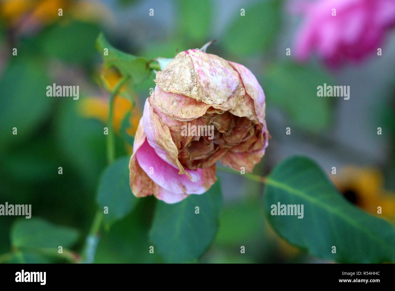 Wither High Resolution Stock Photography and Images - Alamy