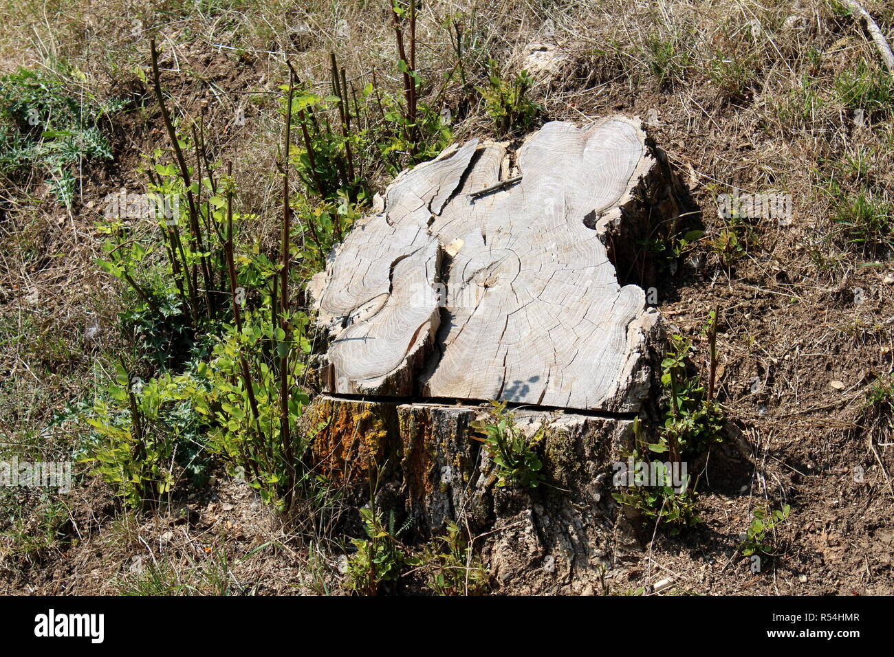 Wide stump hi-res stock photography and images - Alamy