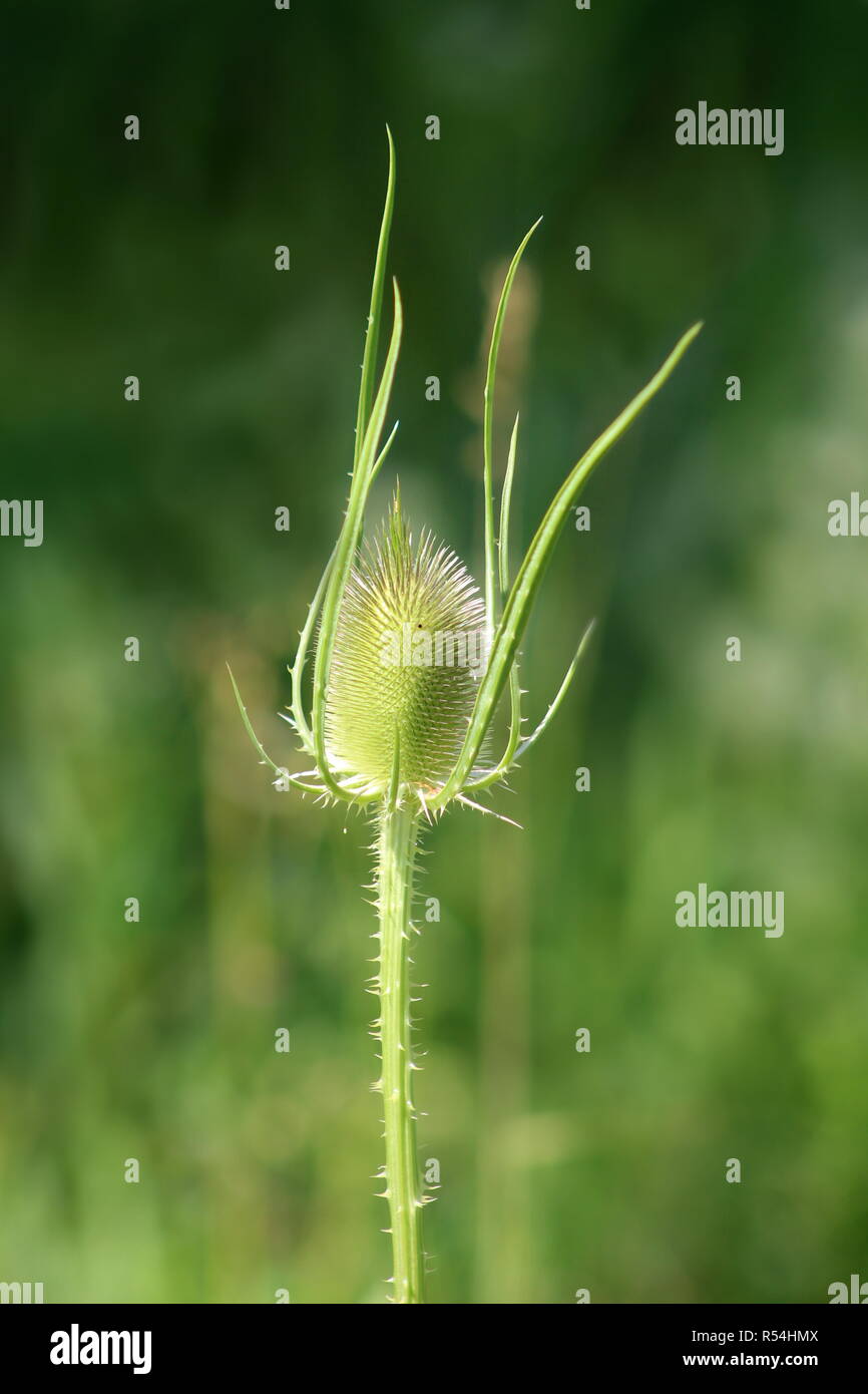 Wild teasel or Dipsacus fullonum or Fullers teasel herbaceous fully ...