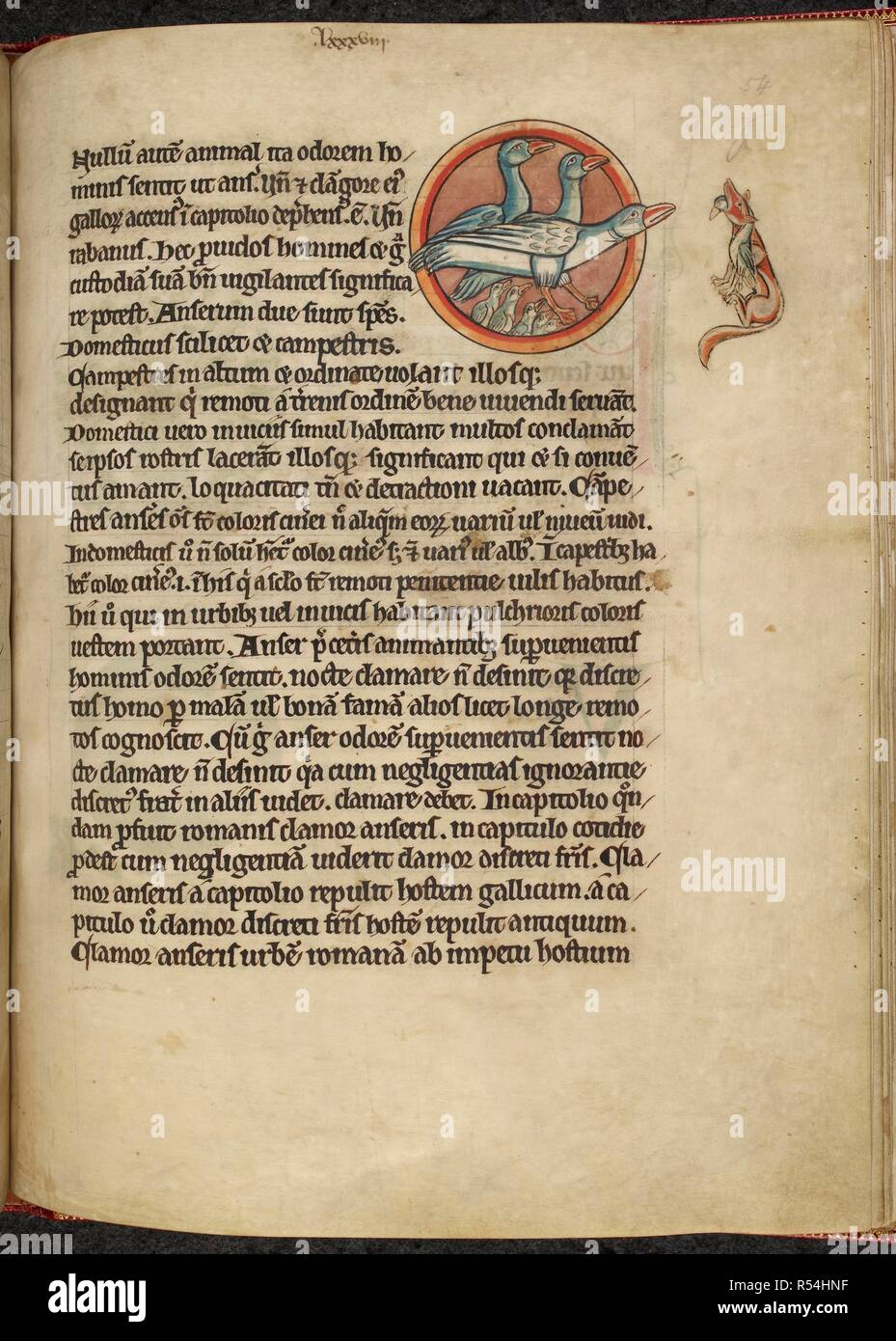 A goose hissing at a fox who is carrying a goose in his mouth. Predator ...