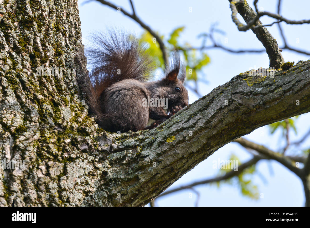 squirrel in the tree Stock Photo - Alamy