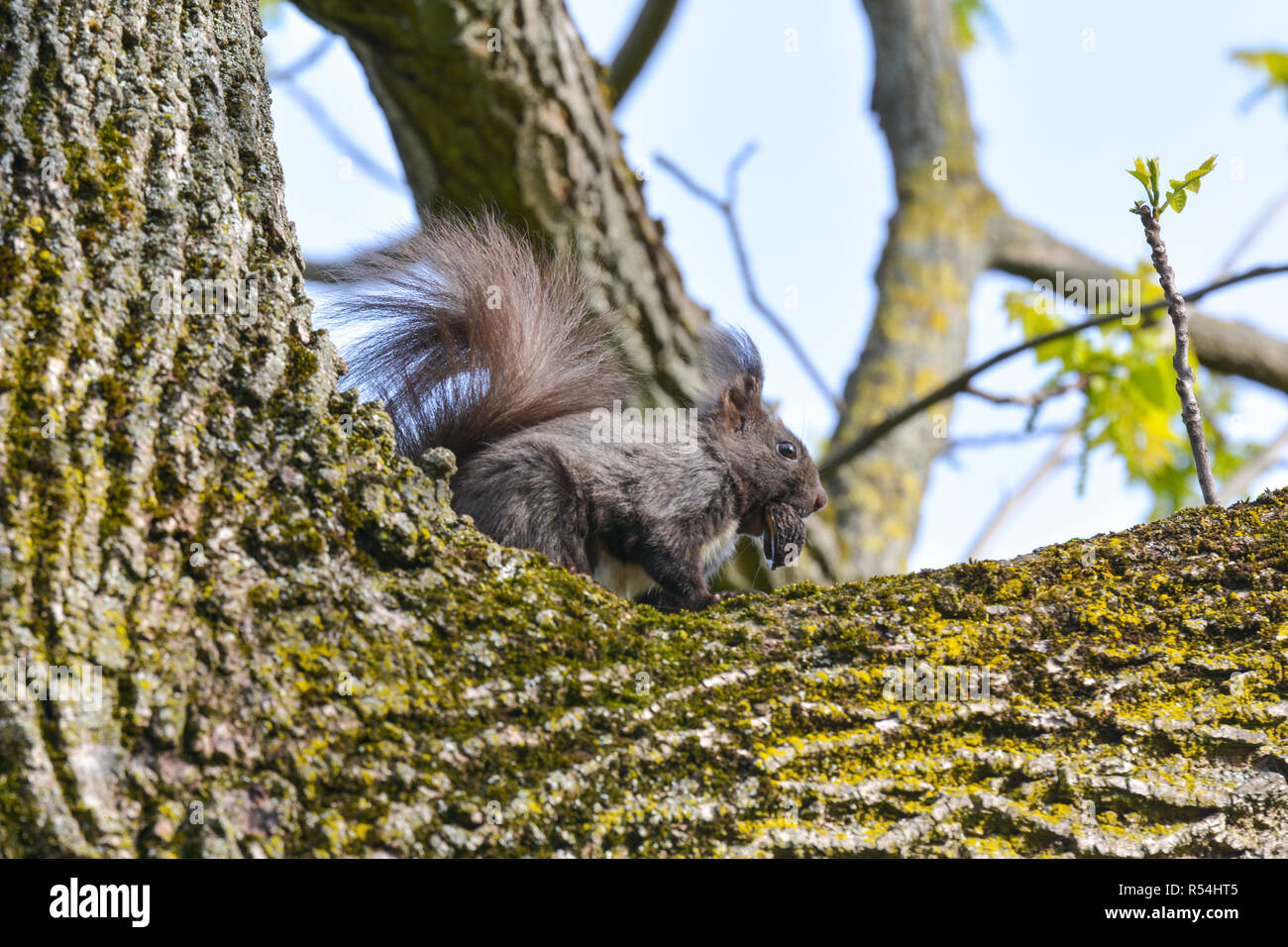 squirrel in the tree Stock Photo - Alamy