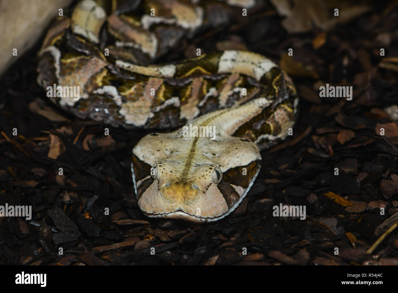 Gabon vipers hi-res stock photography and images - Alamy