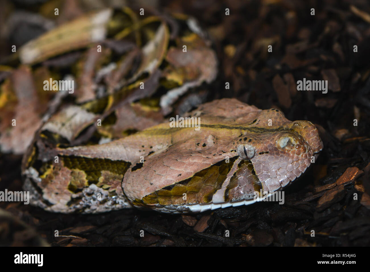 Gabon vipers hi-res stock photography and images - Alamy