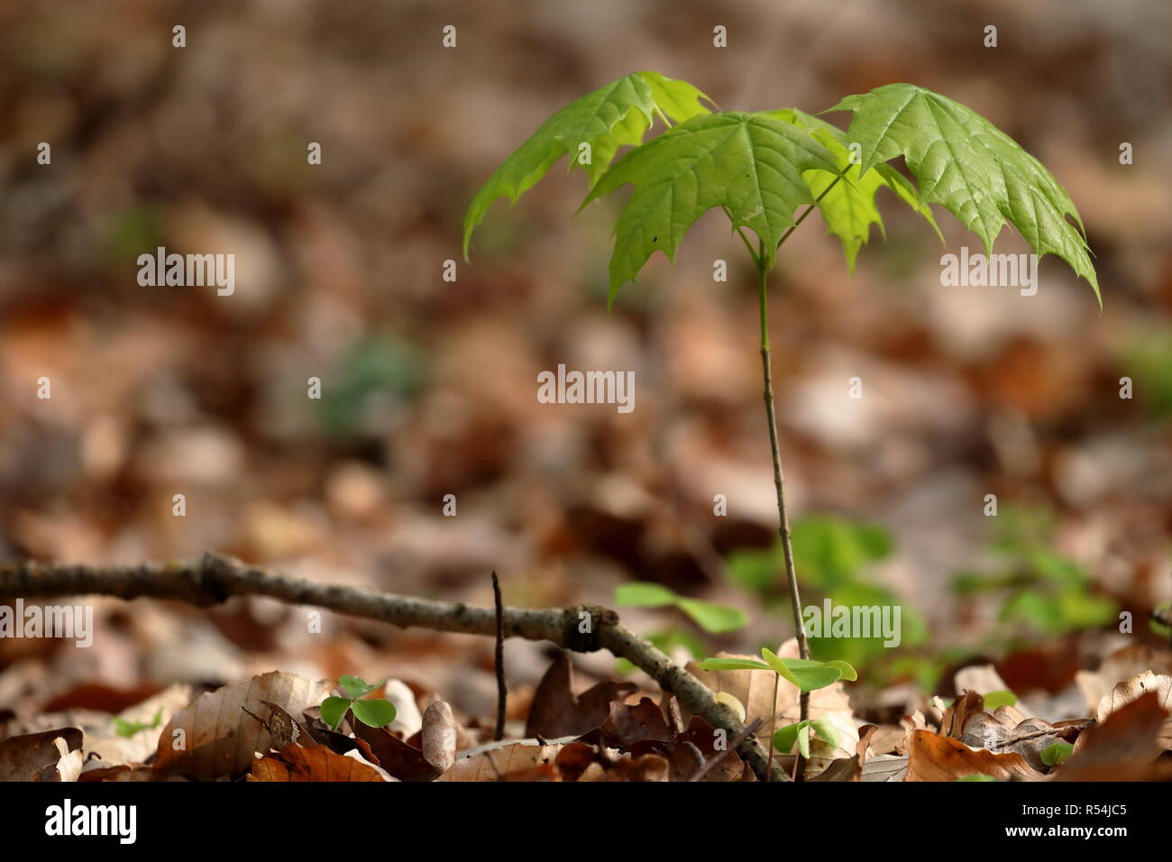 young maple tree in the forest Stock Photo - Alamy