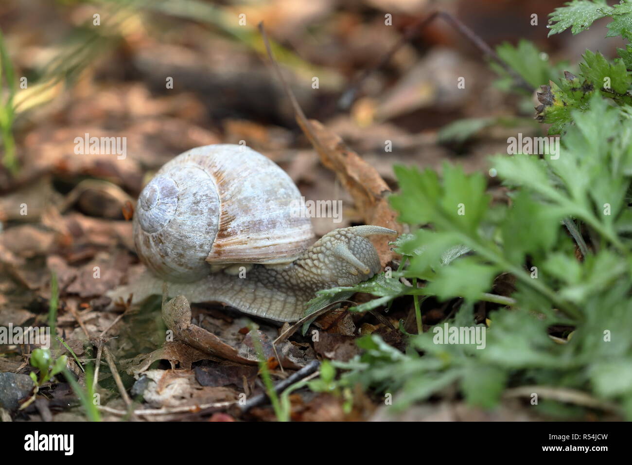 snail eating while eating Stock Photo - Alamy
