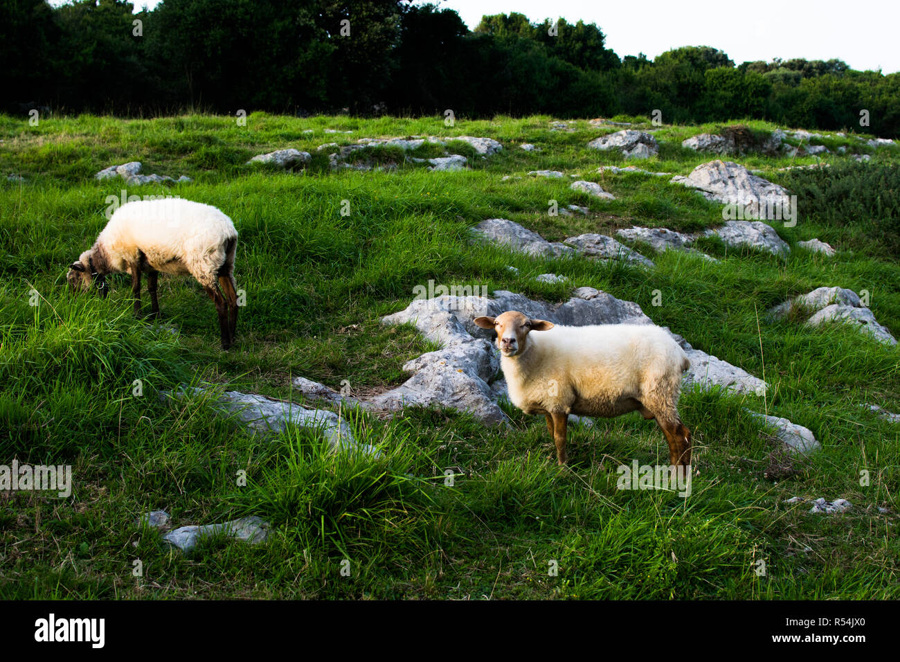 Spanish sheep hi-res stock photography and images - Alamy