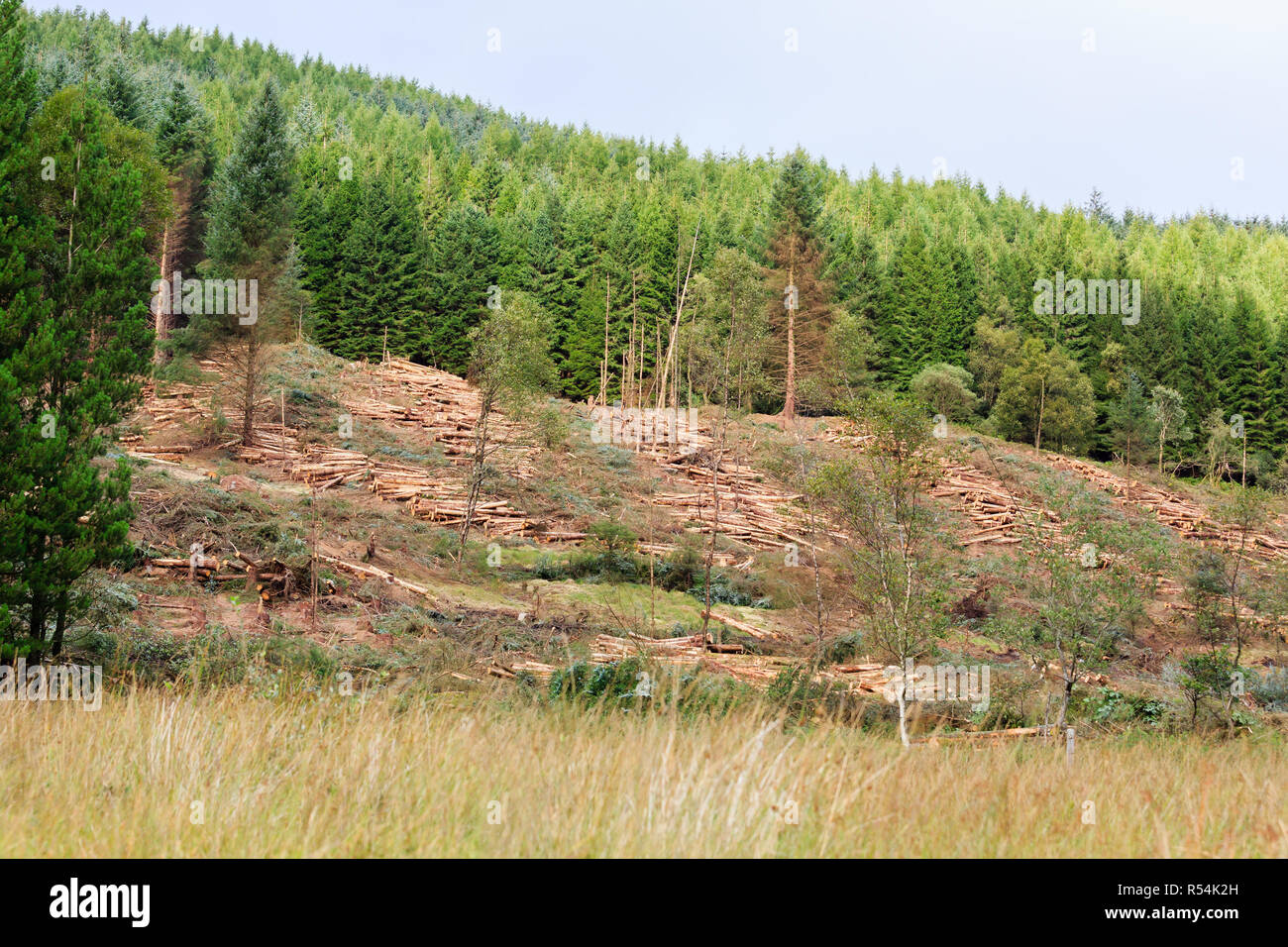 Scottish crop hi-res stock photography and images - Alamy