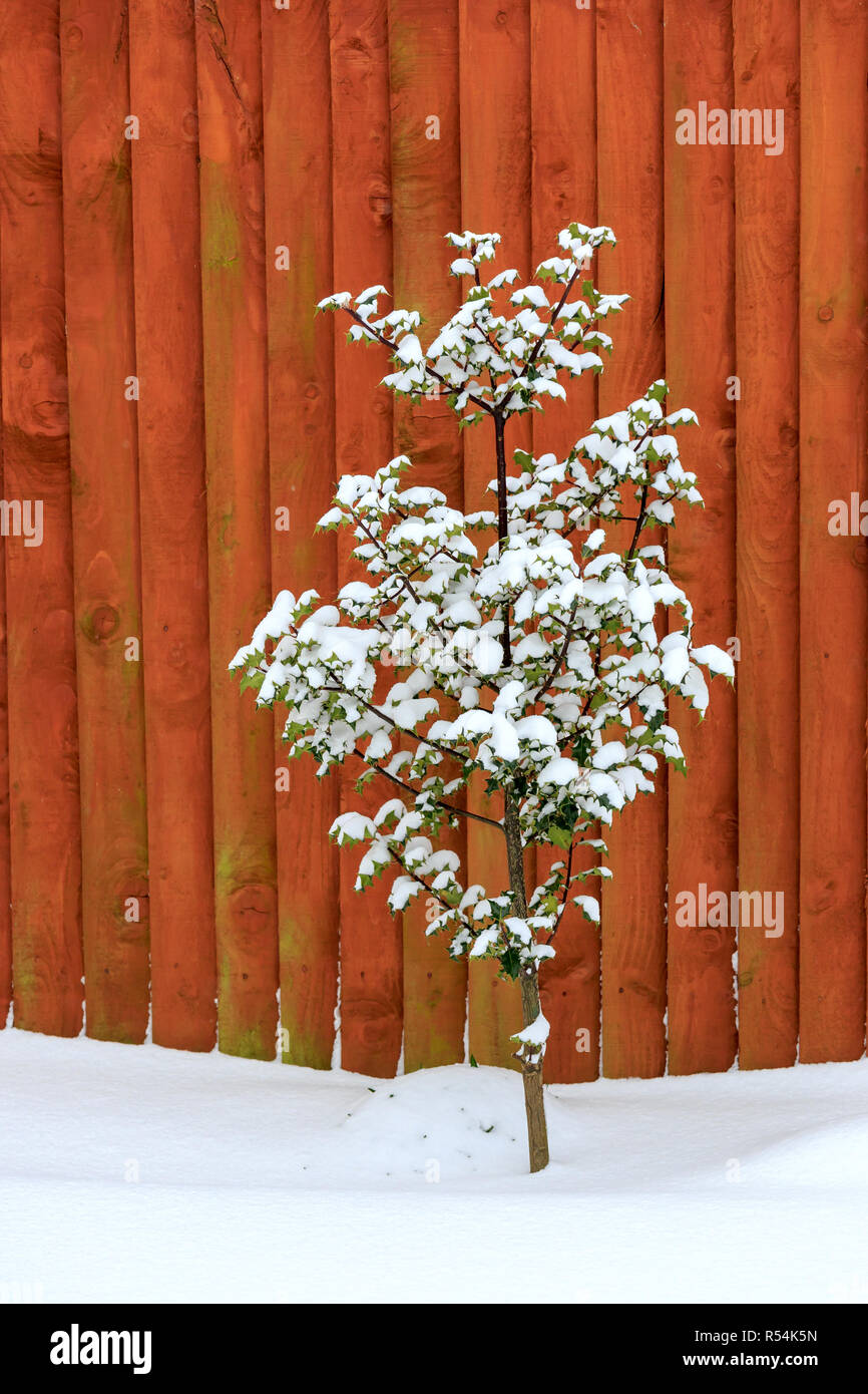 Tree one single bush small branch hi-res stock photography and images ...