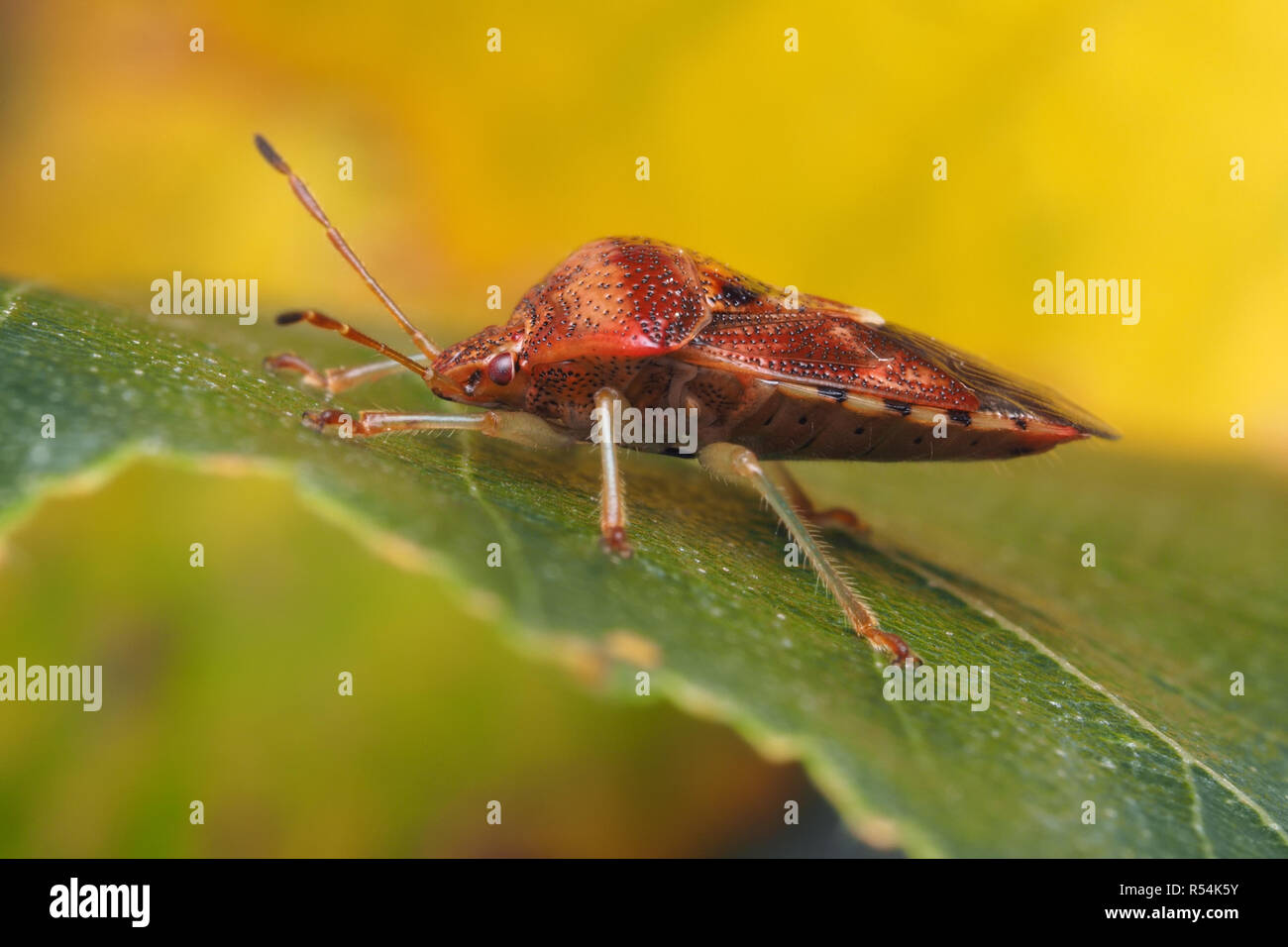 Parent Bug (Elasmucha grisea) sitting on birch leaf. Tipperary, Ireland ...