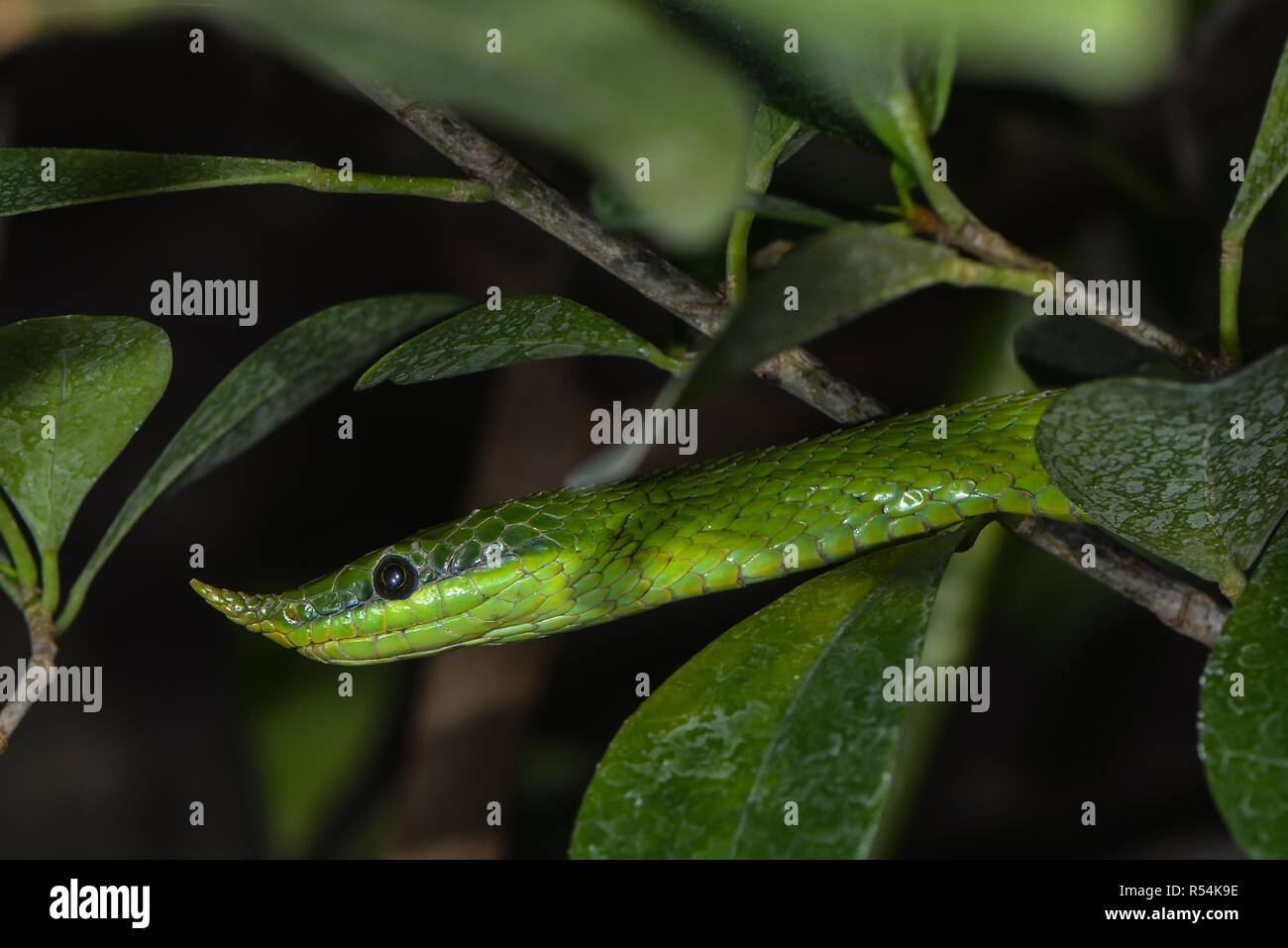 vietnamese long-nosed snake Stock Photo - Alamy