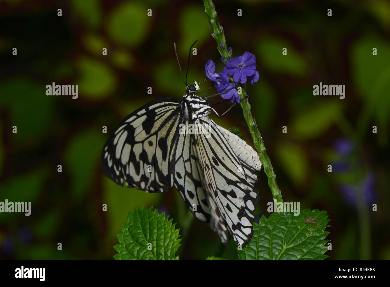 Baumnymphe hi-res stock photography and images - Alamy
