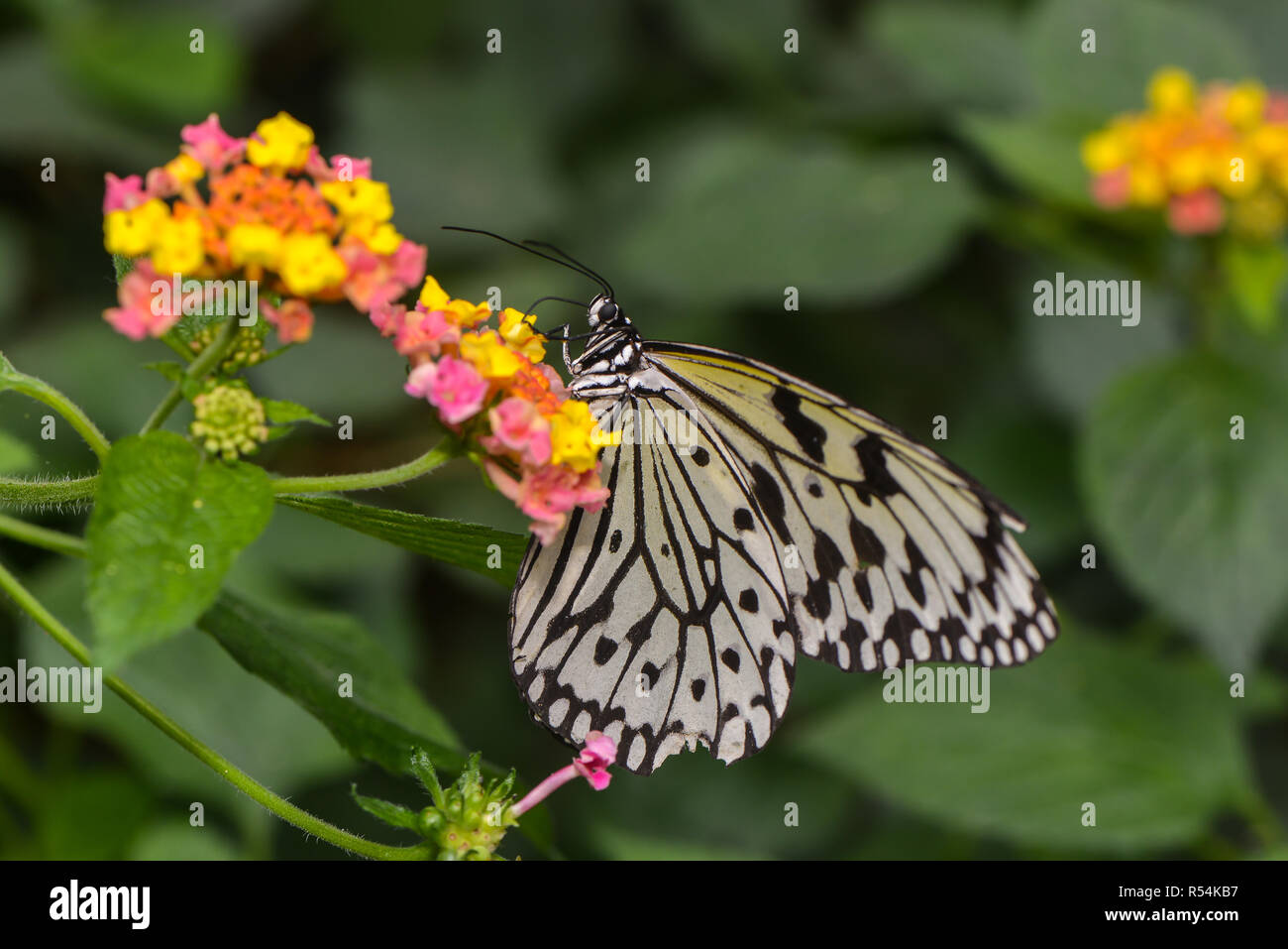 white tree nymph Stock Photo - Alamy
