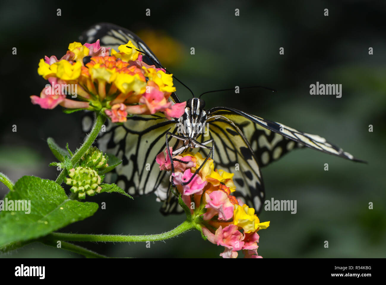 white tree nymph Stock Photo - Alamy