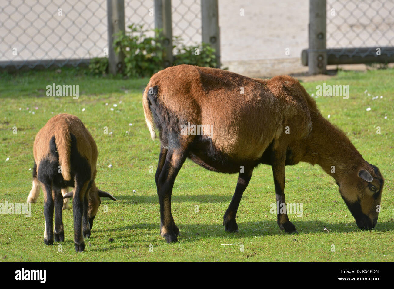 Nosy goat hi-res stock photography and images - Alamy