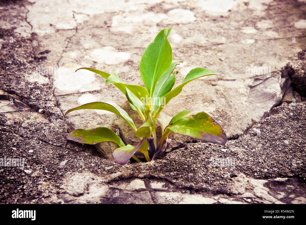 Small plant was born in an improbable place - power of life concept ...