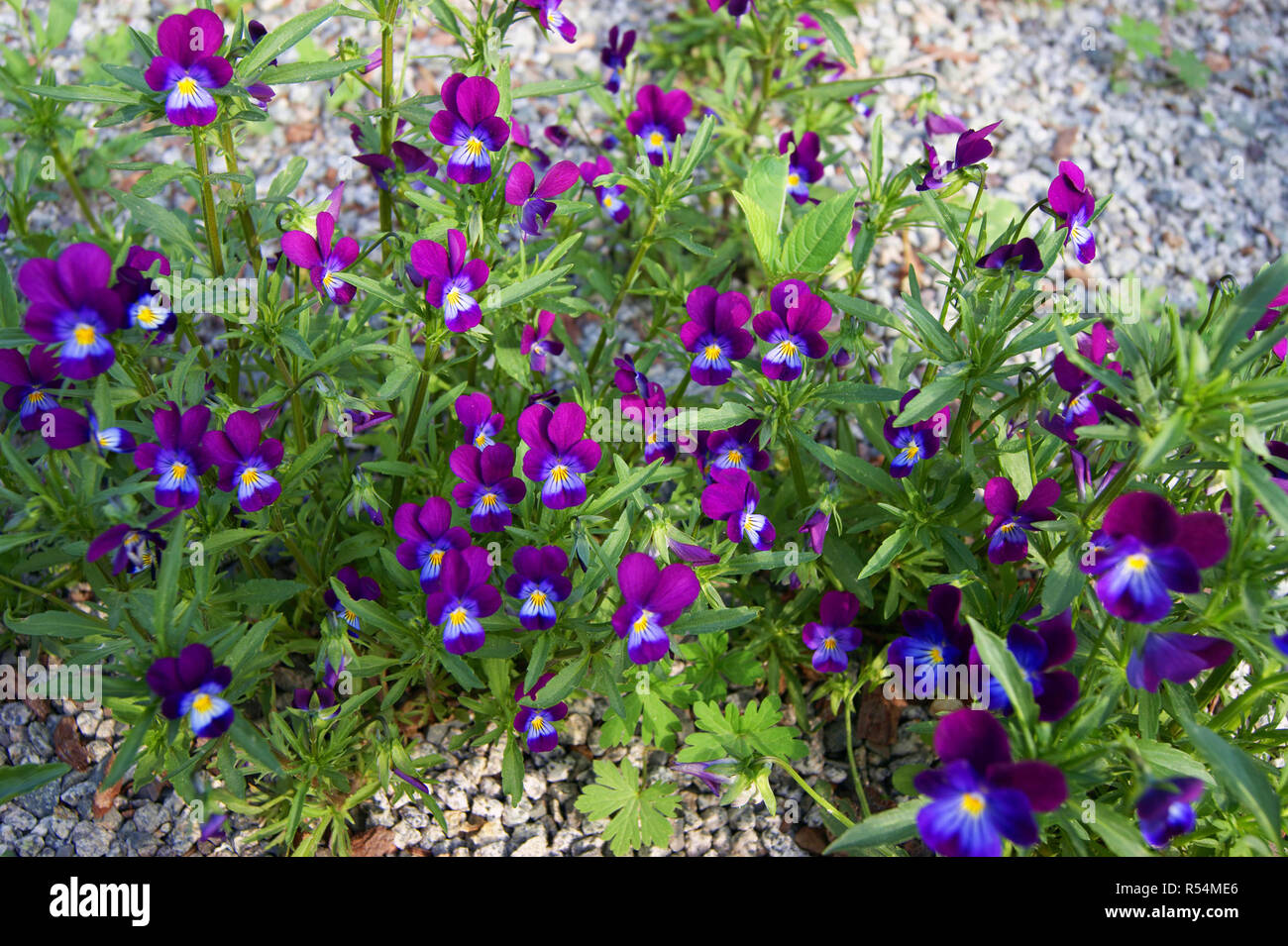Pensee flower hi-res stock photography and images - Alamy