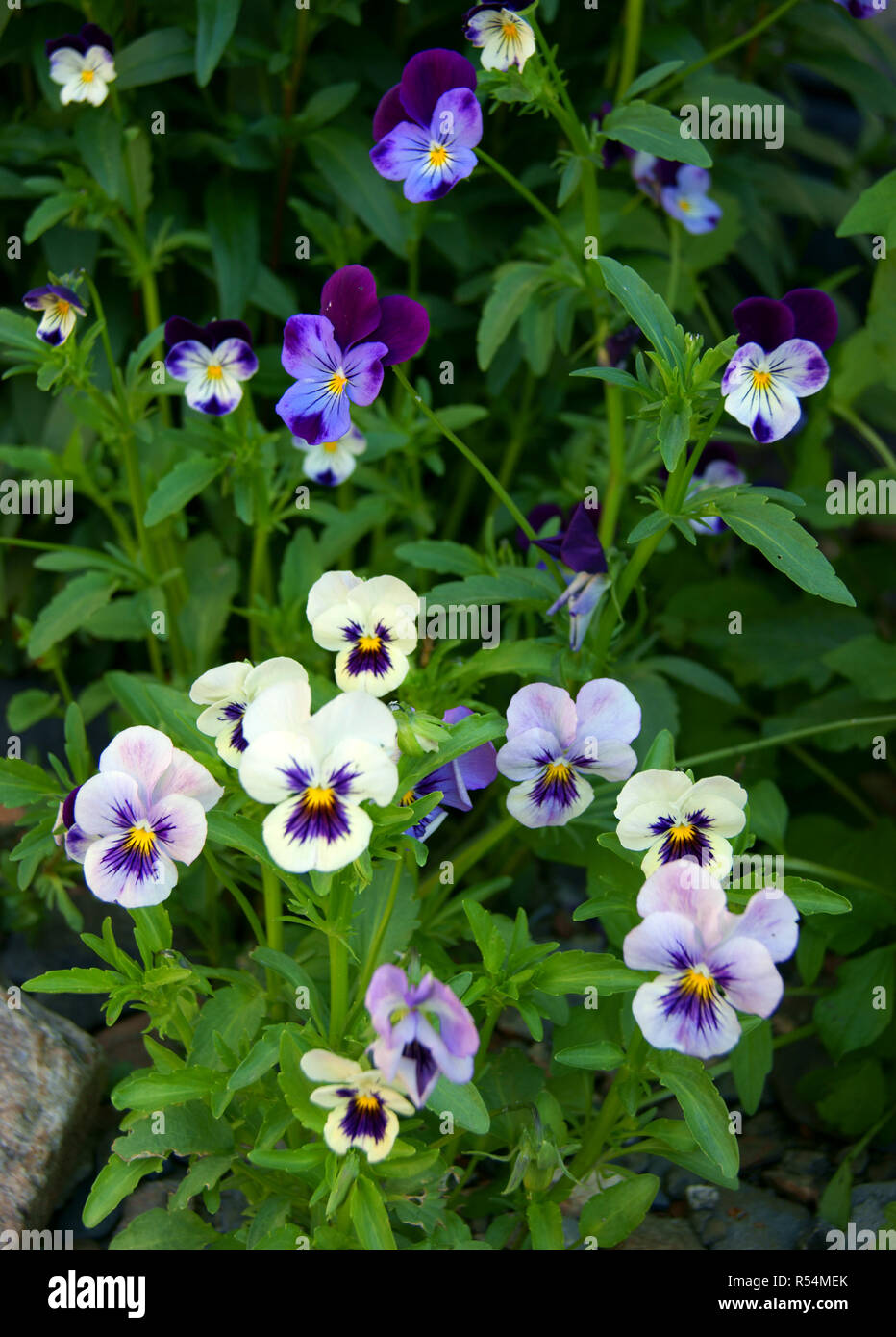 Pensee flower hi-res stock photography and images - Alamy