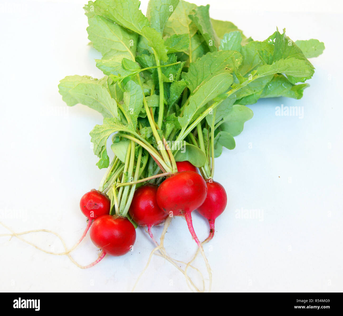 Fresh big radish bunch hi-res stock photography and images - Alamy