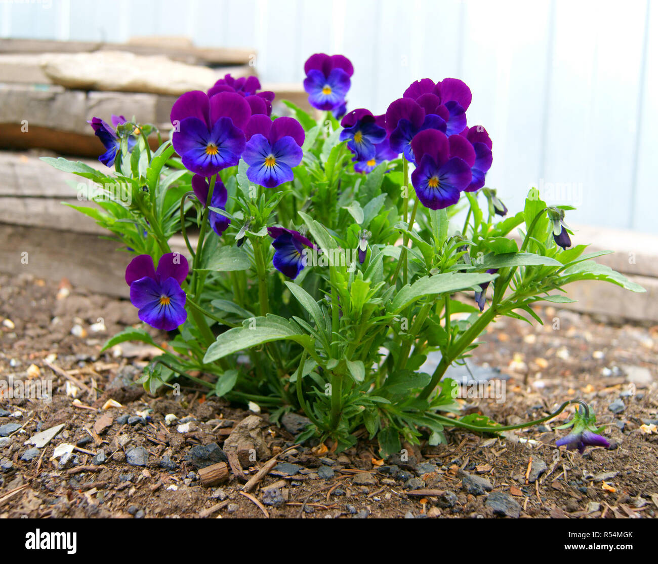 Pensee flower hi-res stock photography and images - Alamy
