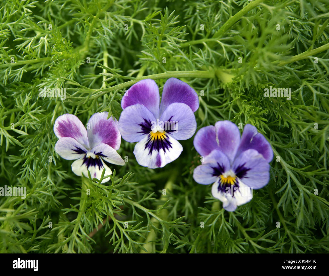 Pensee flower hi-res stock photography and images - Alamy