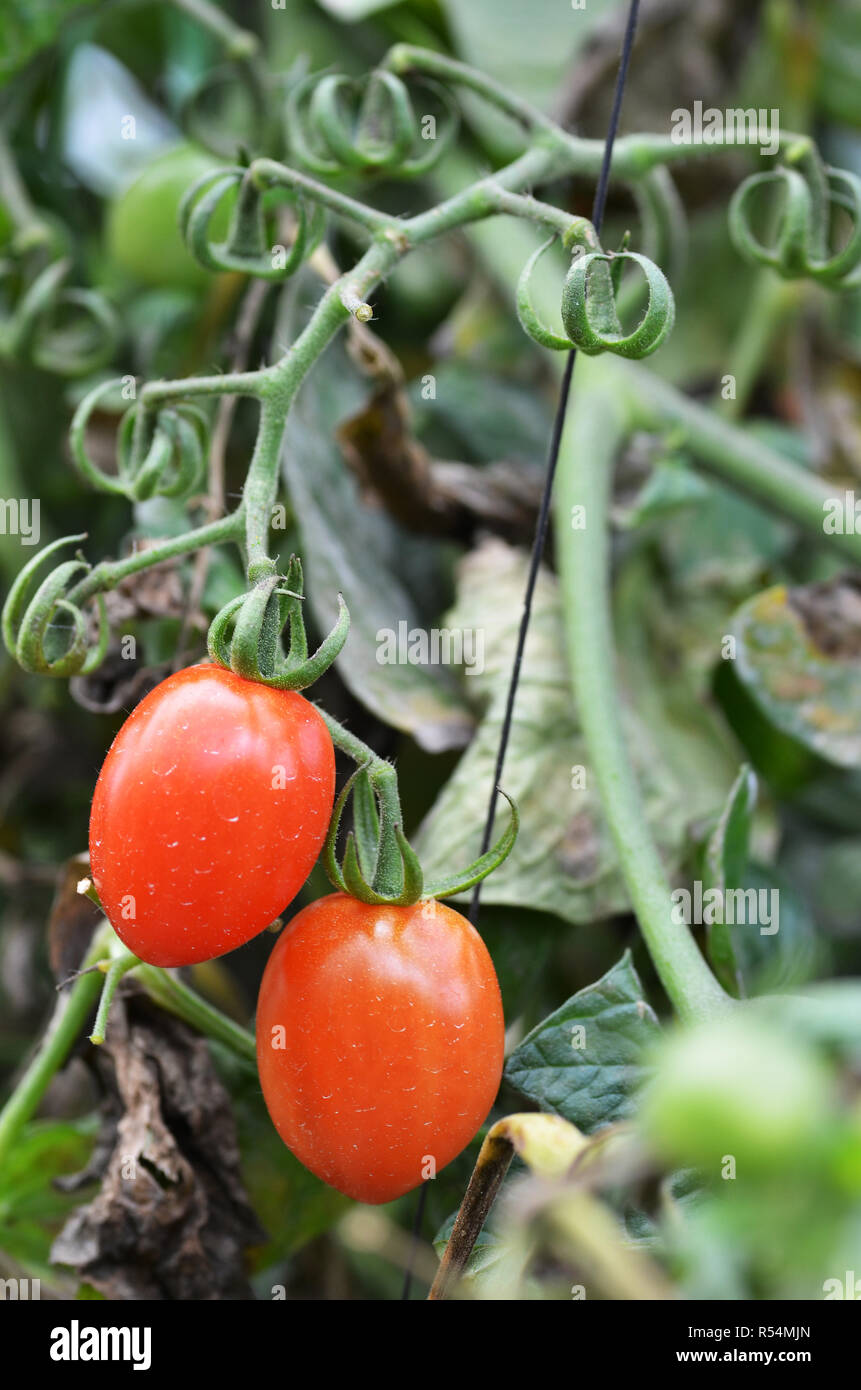 Hanging tomato stalk hi-res stock photography and images - Alamy