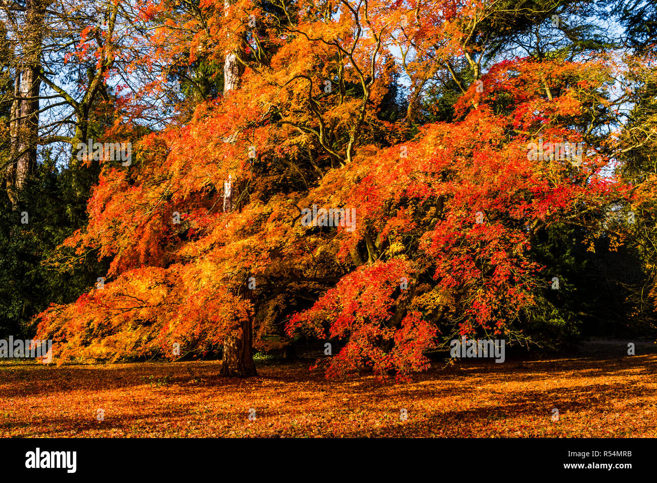 Westonbirt arboretum autumn hi-res stock photography and images - Alamy