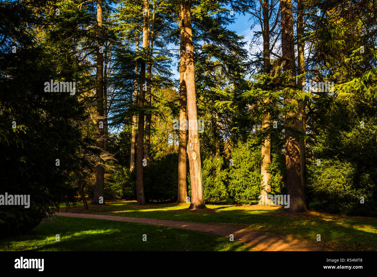 Westonbirt hi-res stock photography and images - Alamy