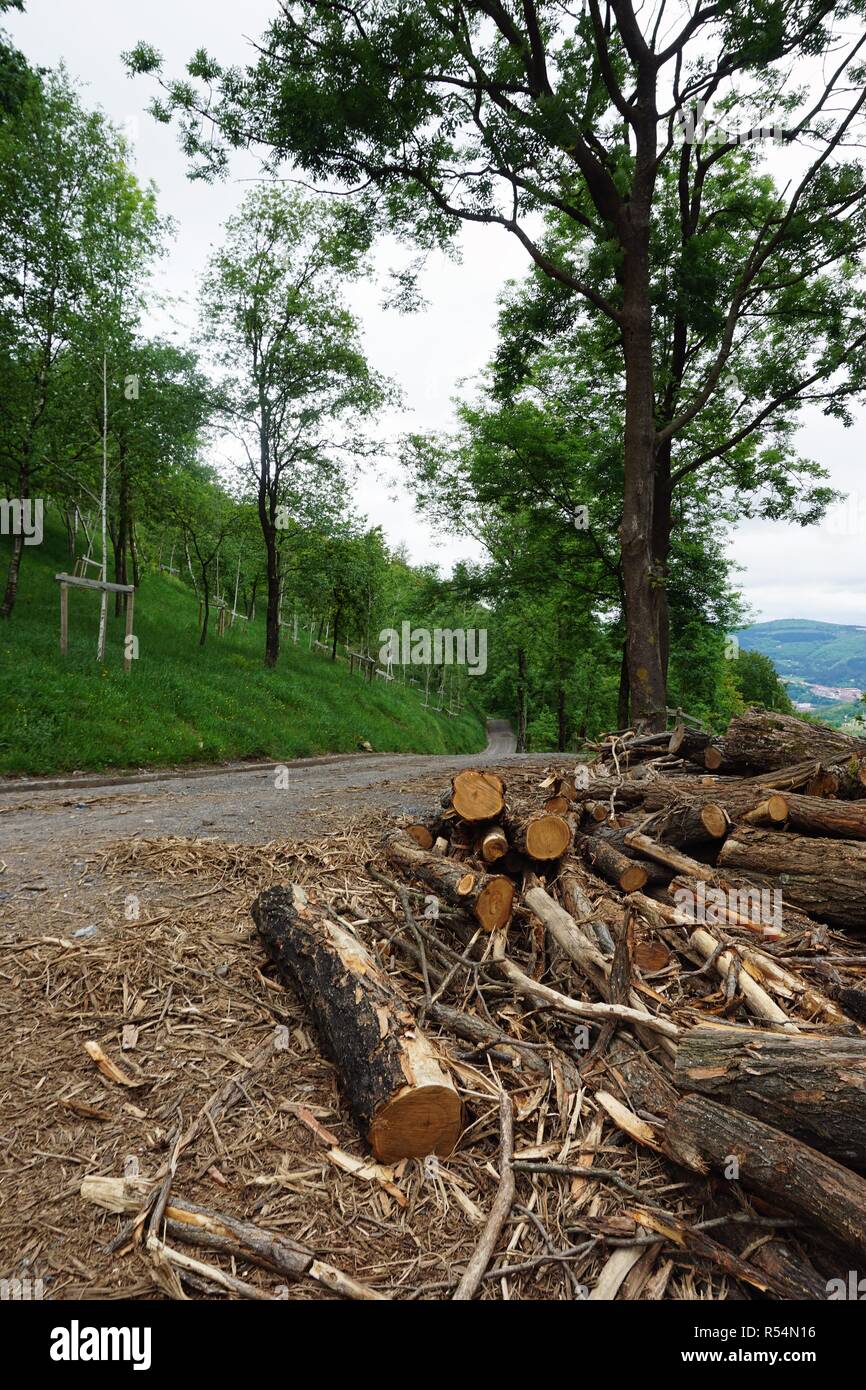 road with green trees Stock Photo - Alamy