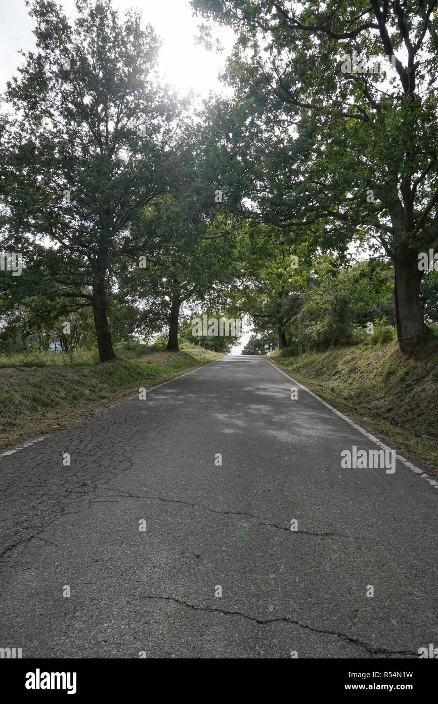 road with green trees Stock Photo - Alamy
